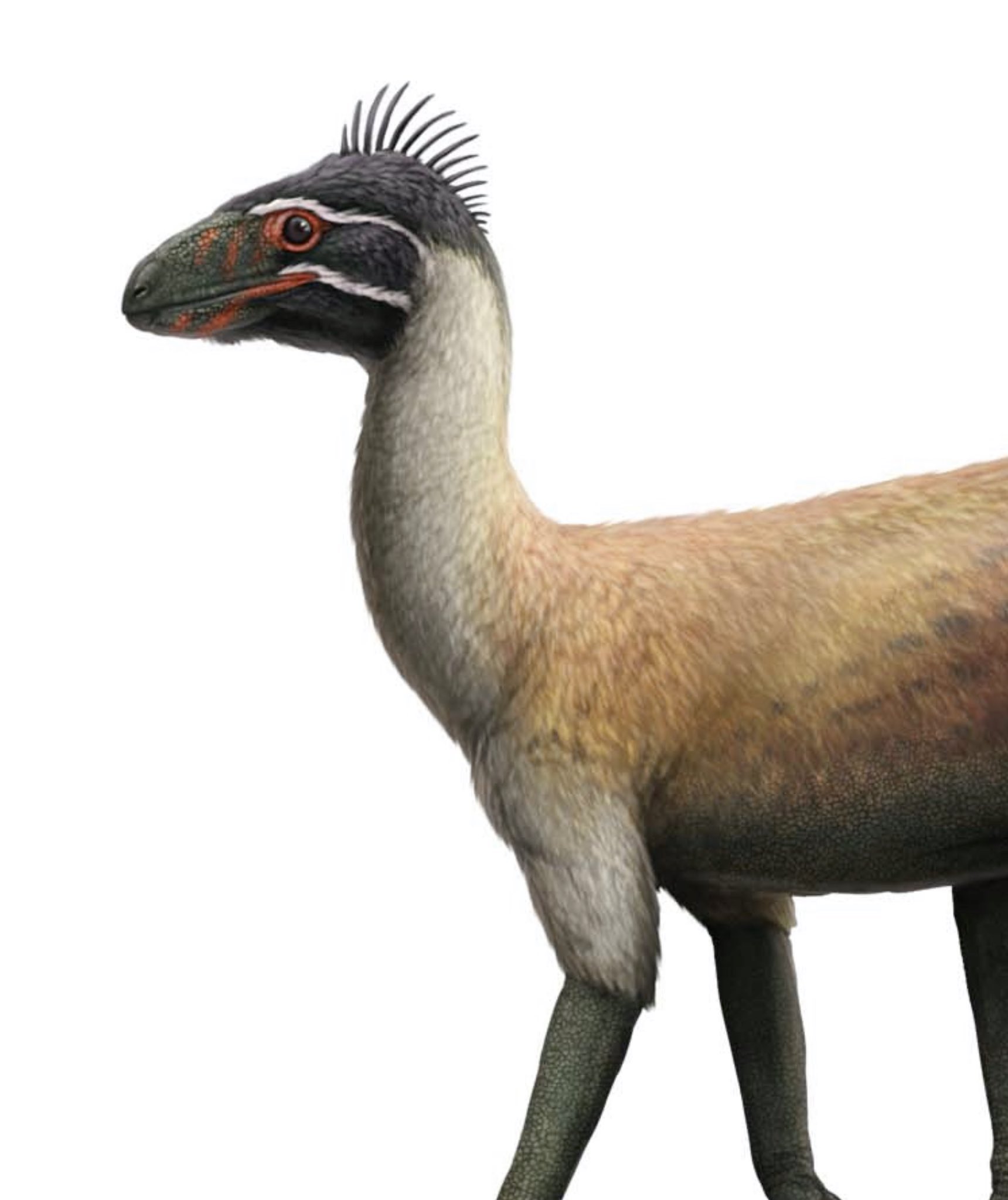 Pisanosaurus