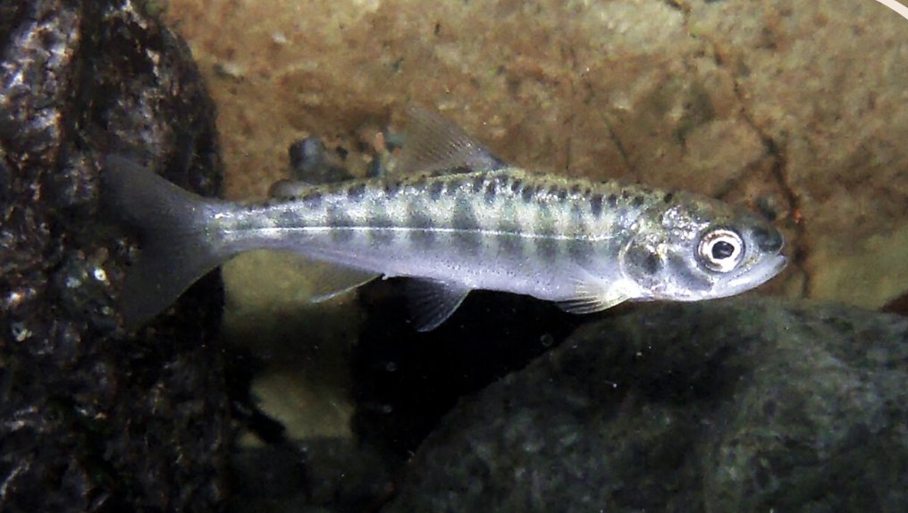 Coho Salmon Smolt