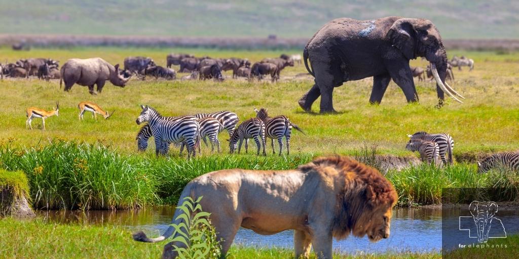 African Elephant Predators