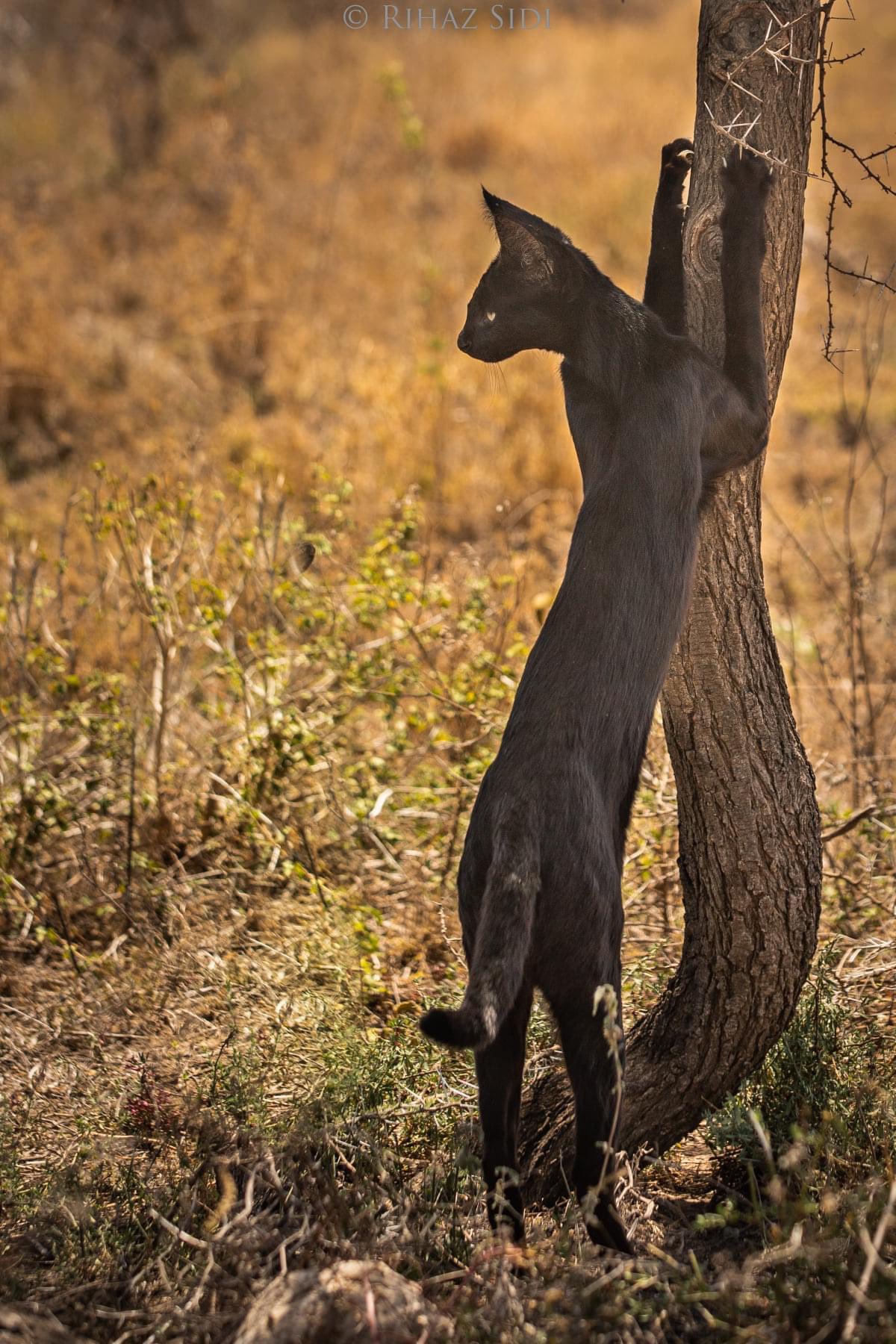 Black Serval Cats