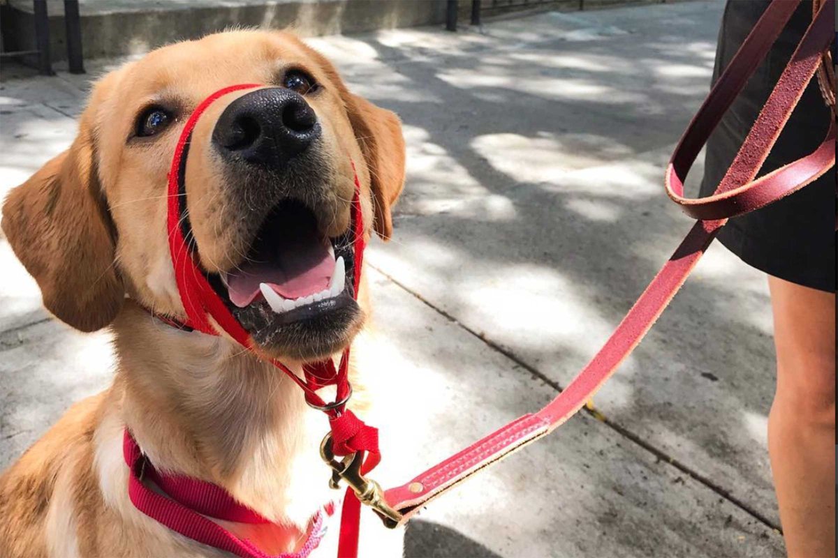 SKS K9 Dog Trainer (@SksDog) | Twitter