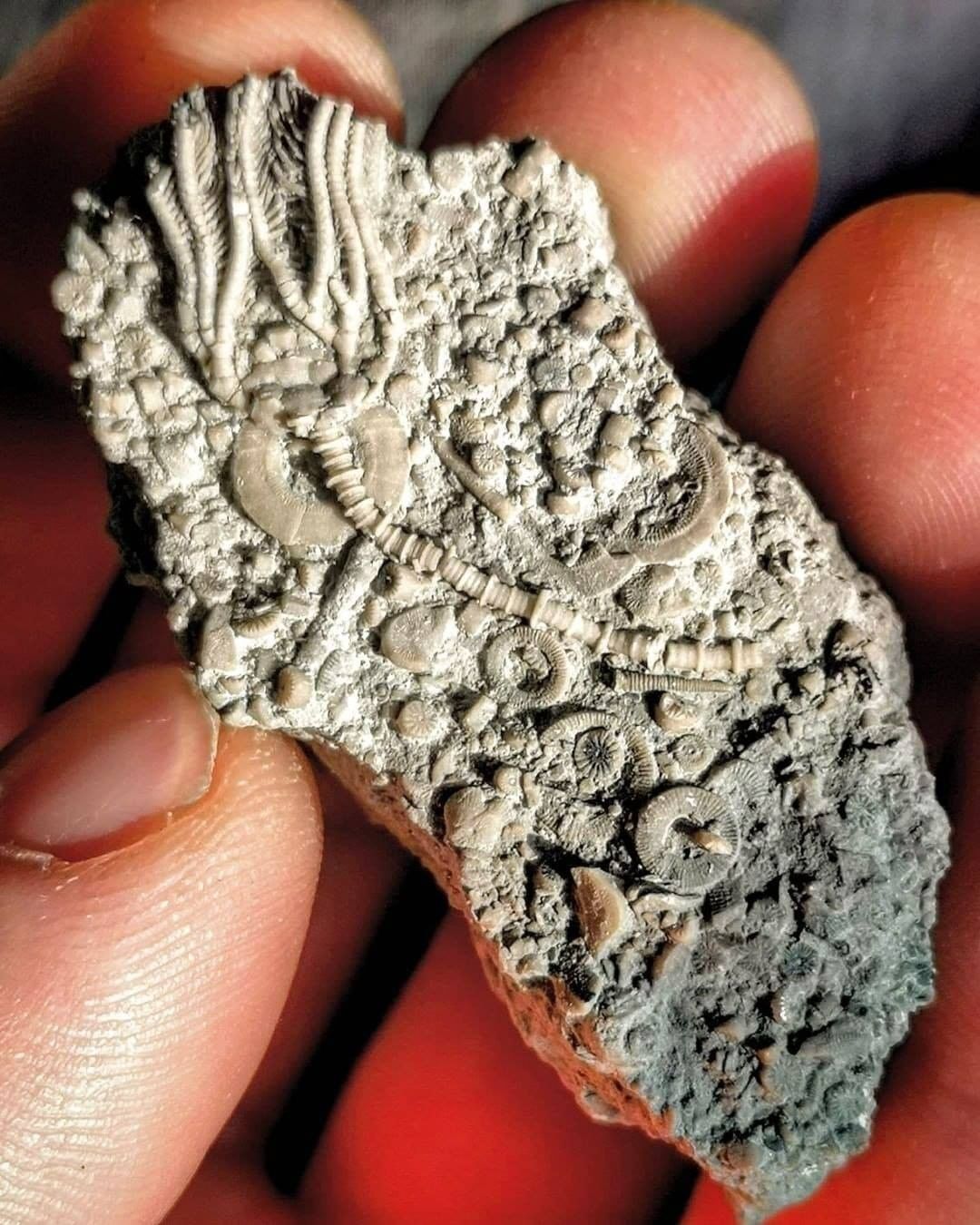 Thumb Screws In The Middle Ages