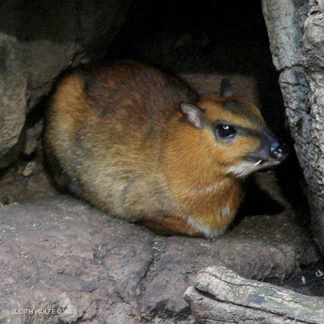 Male Mouse Deer