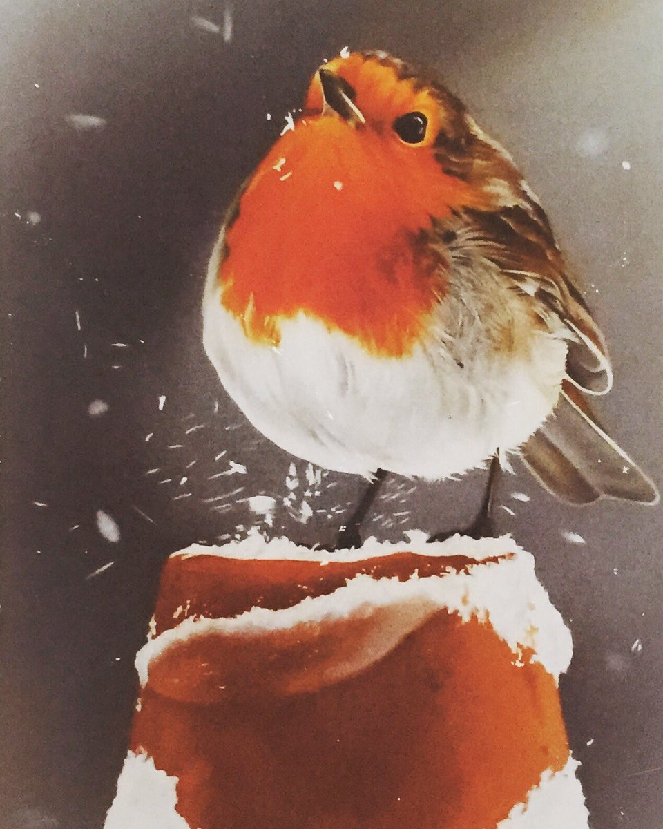 Paper Snowy Day Red Robin Card Greeting Cards Holiday & Seasonal Cards ...
