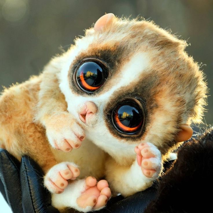 Slow Loris Cute