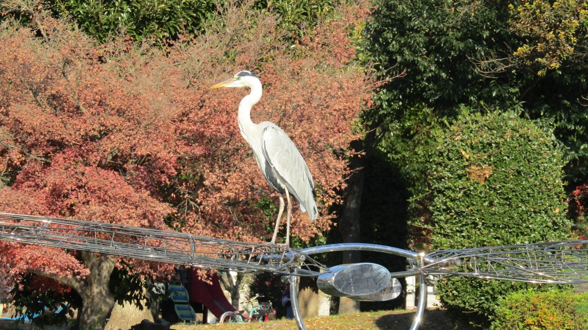 根子2 (@mi_chiamo_neko2) | Twitter