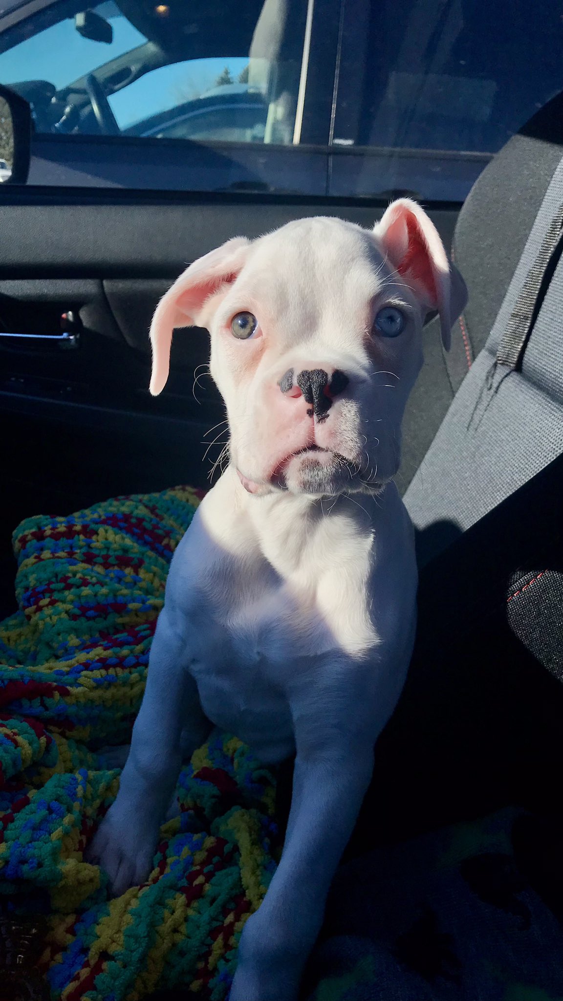 White Boxer Puppy With Blue Eyes