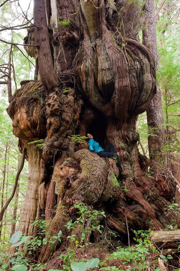 The Fascinating World of Cedar Roots - My Heart Lives Here