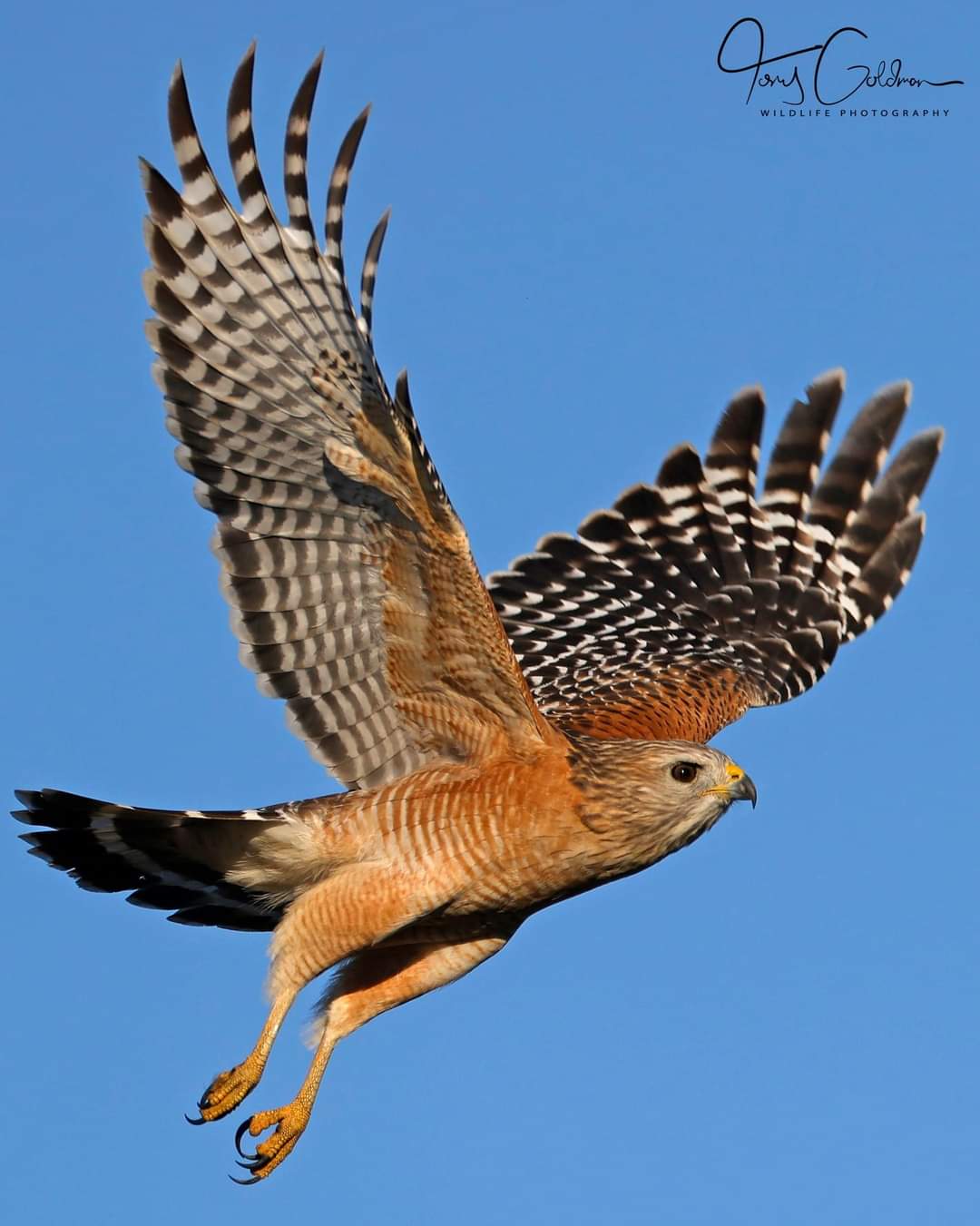 Red Shouldered Hawk In Flight