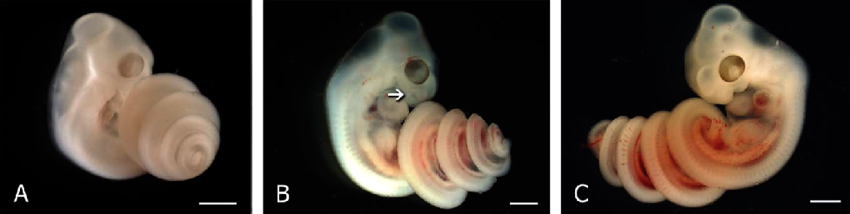 Snake Embryo