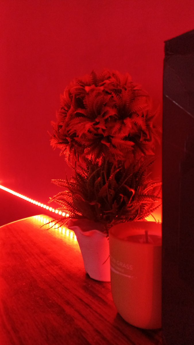 snowriel【♡】vanshika (@snowrielworld) | Twitter