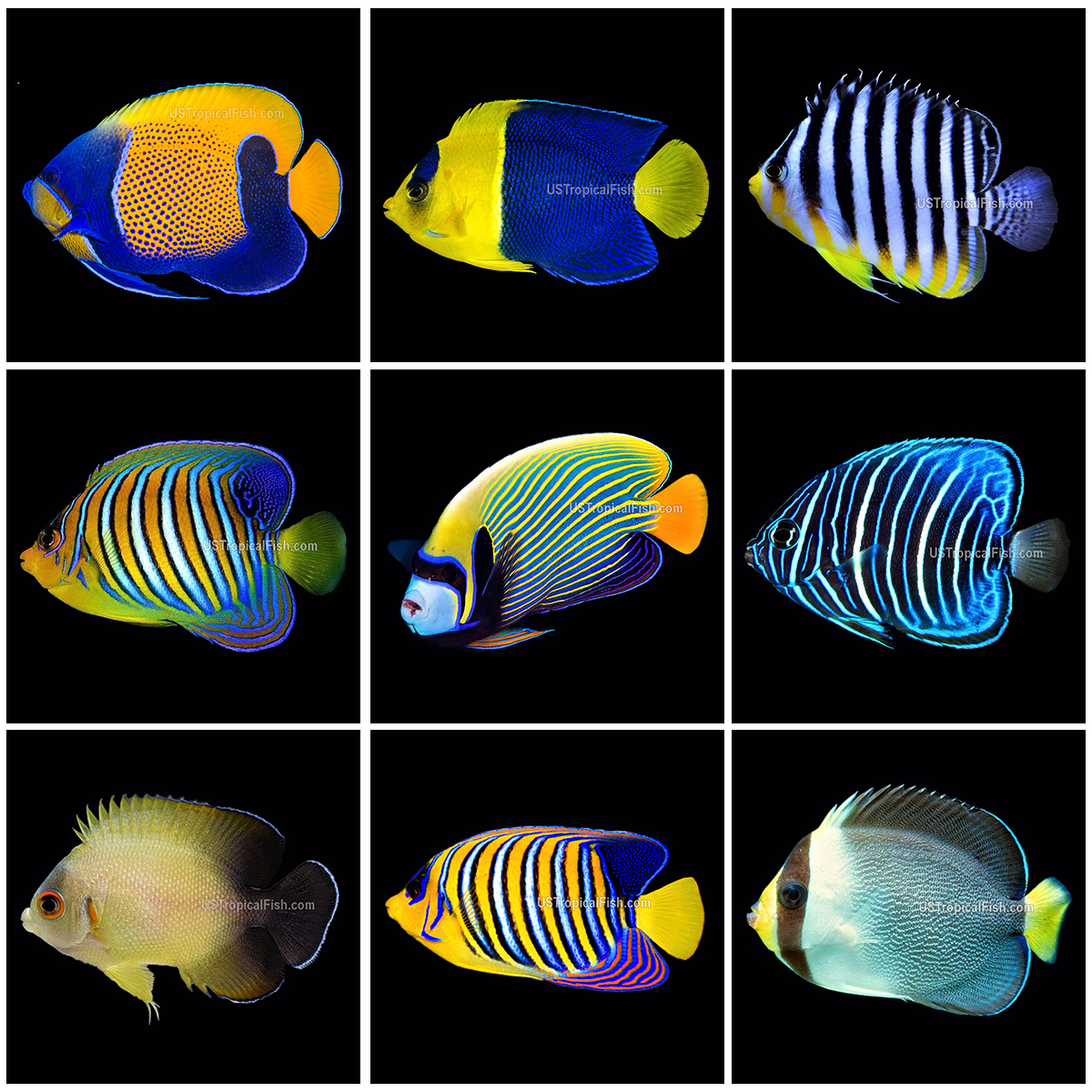 Saltwater Angelfish Species