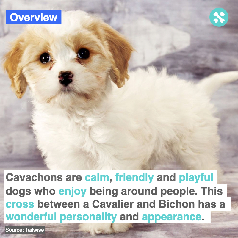 Cavalier King Charles Spaniel Mixed With Bichon Frise