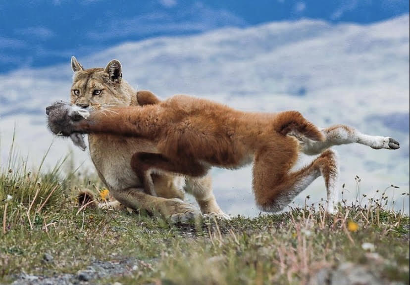 Puma Hunting Prey