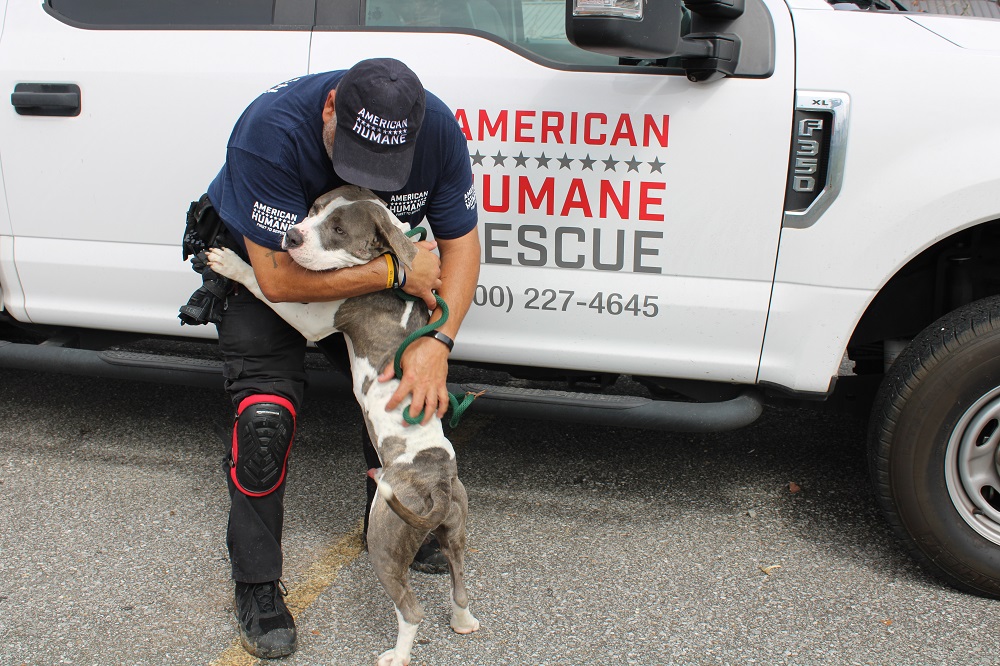 Meet 2016 Military Hero Dog "Layka"! - American Humane - American Humane