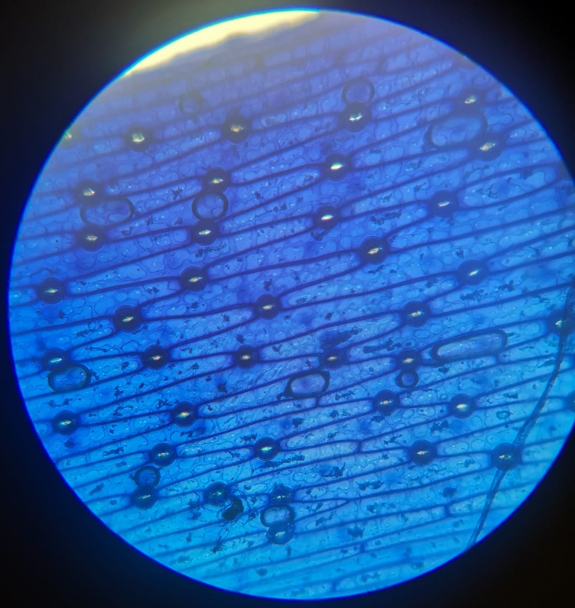 Estomas De Hojas Al Microscopio Estomas De Aristotelia Chilensis