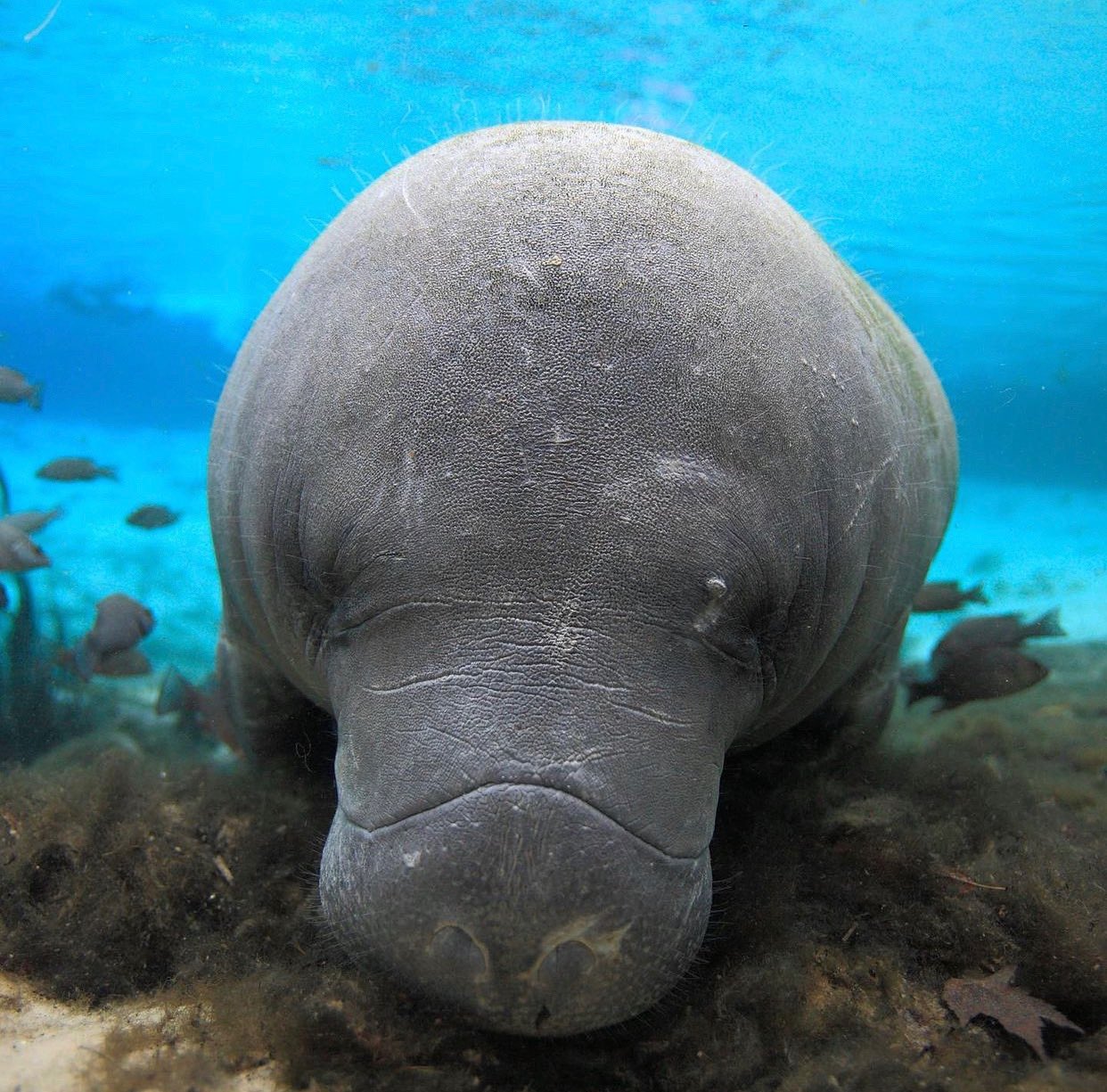Manatee Grazing