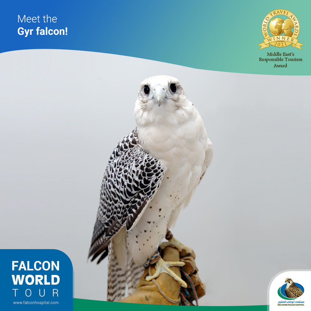 Biggest Falcon In The World