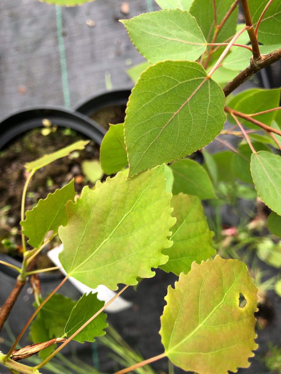 Populus Tremula Pendula