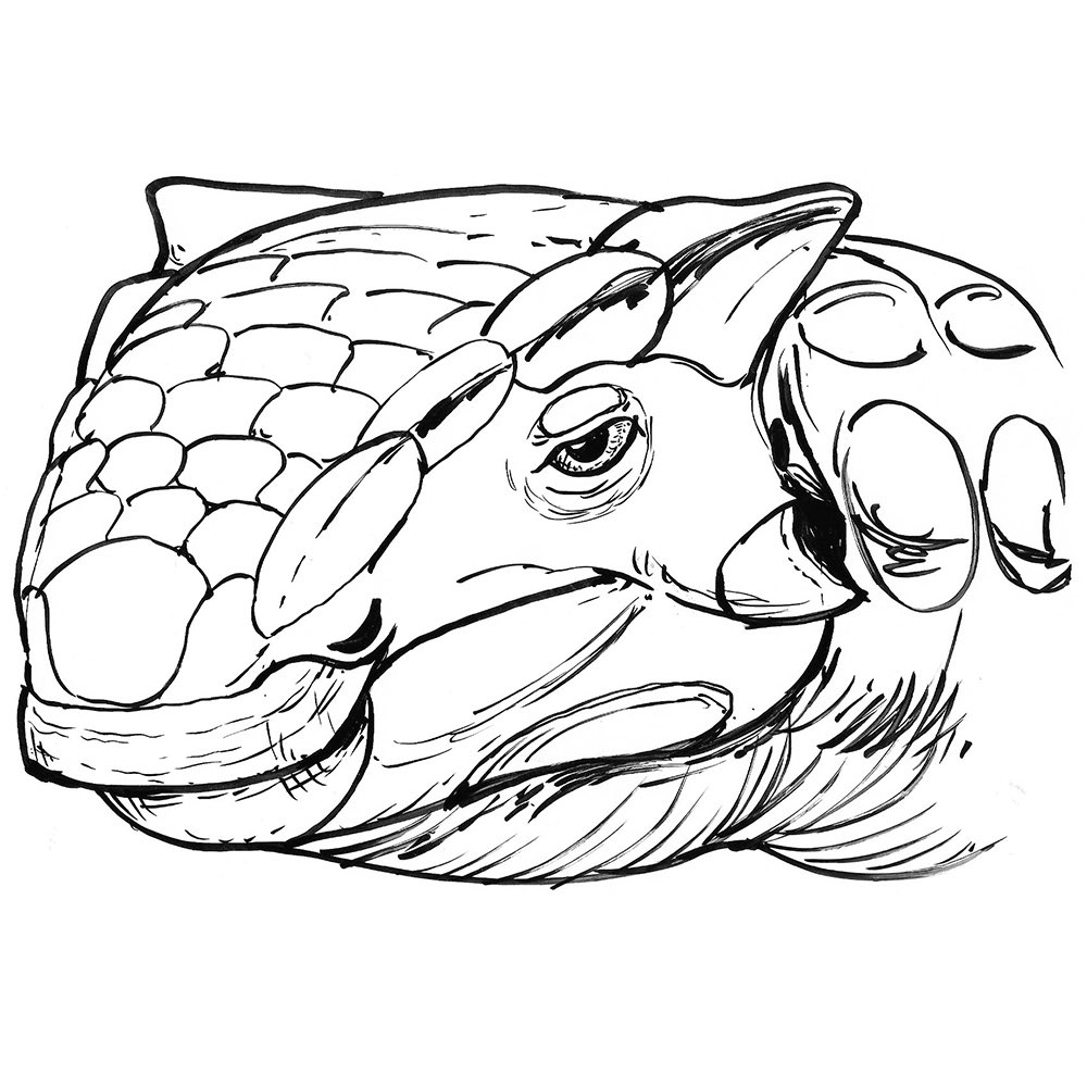 Ankylosaurus Drawing