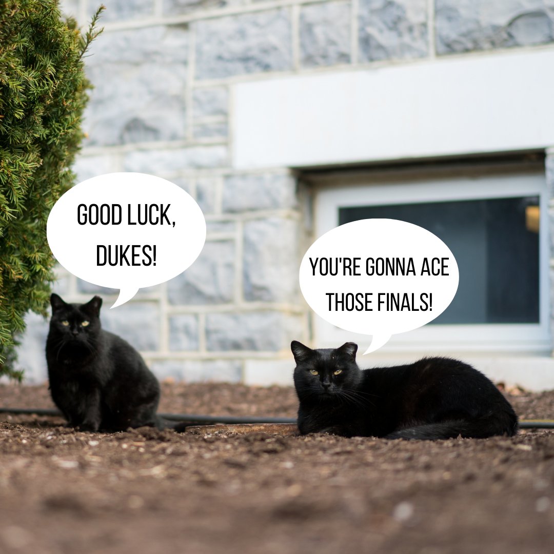 Good Luck On Finals Meme Cat