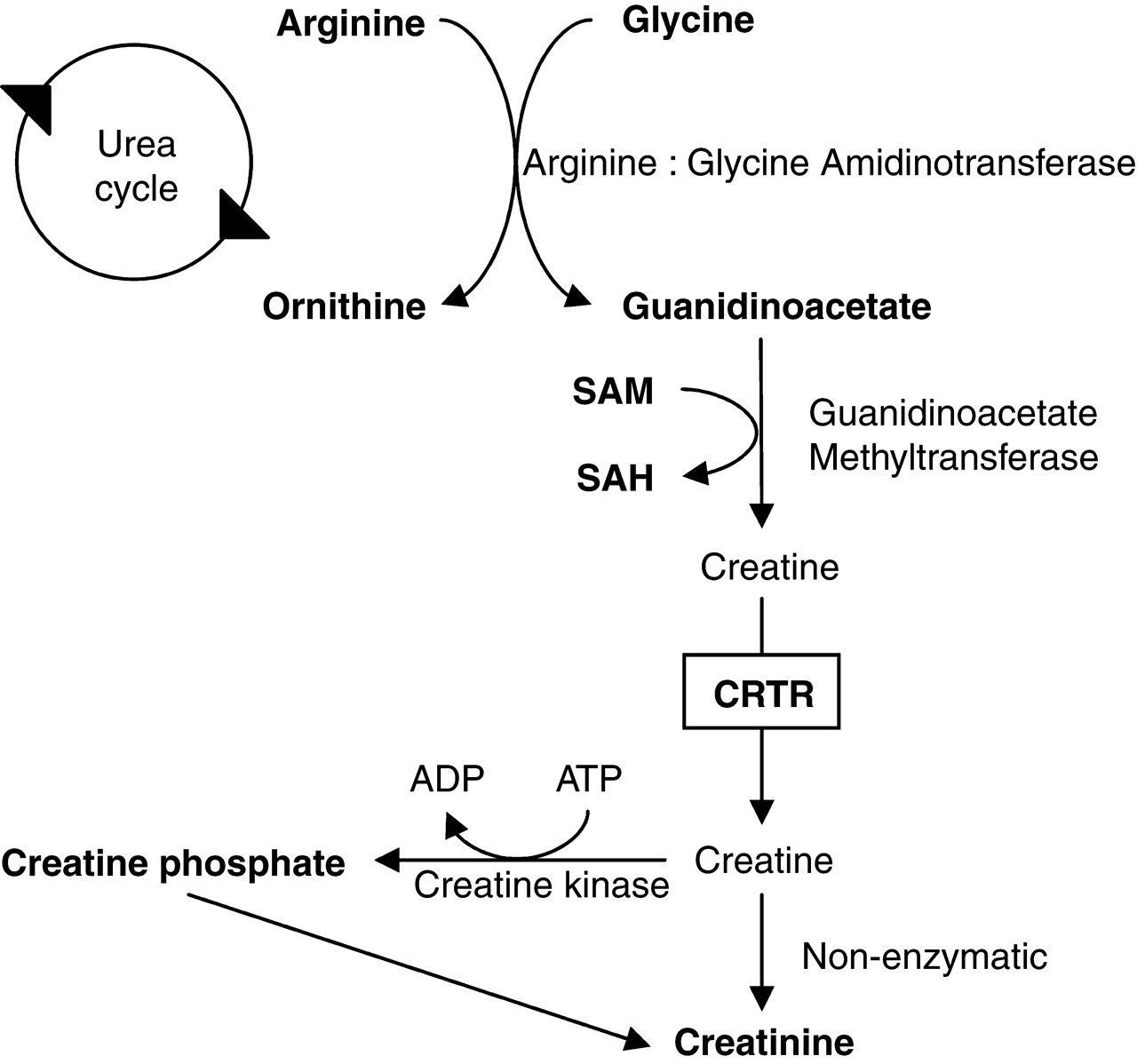 Atp Creatine Phosphate To Form