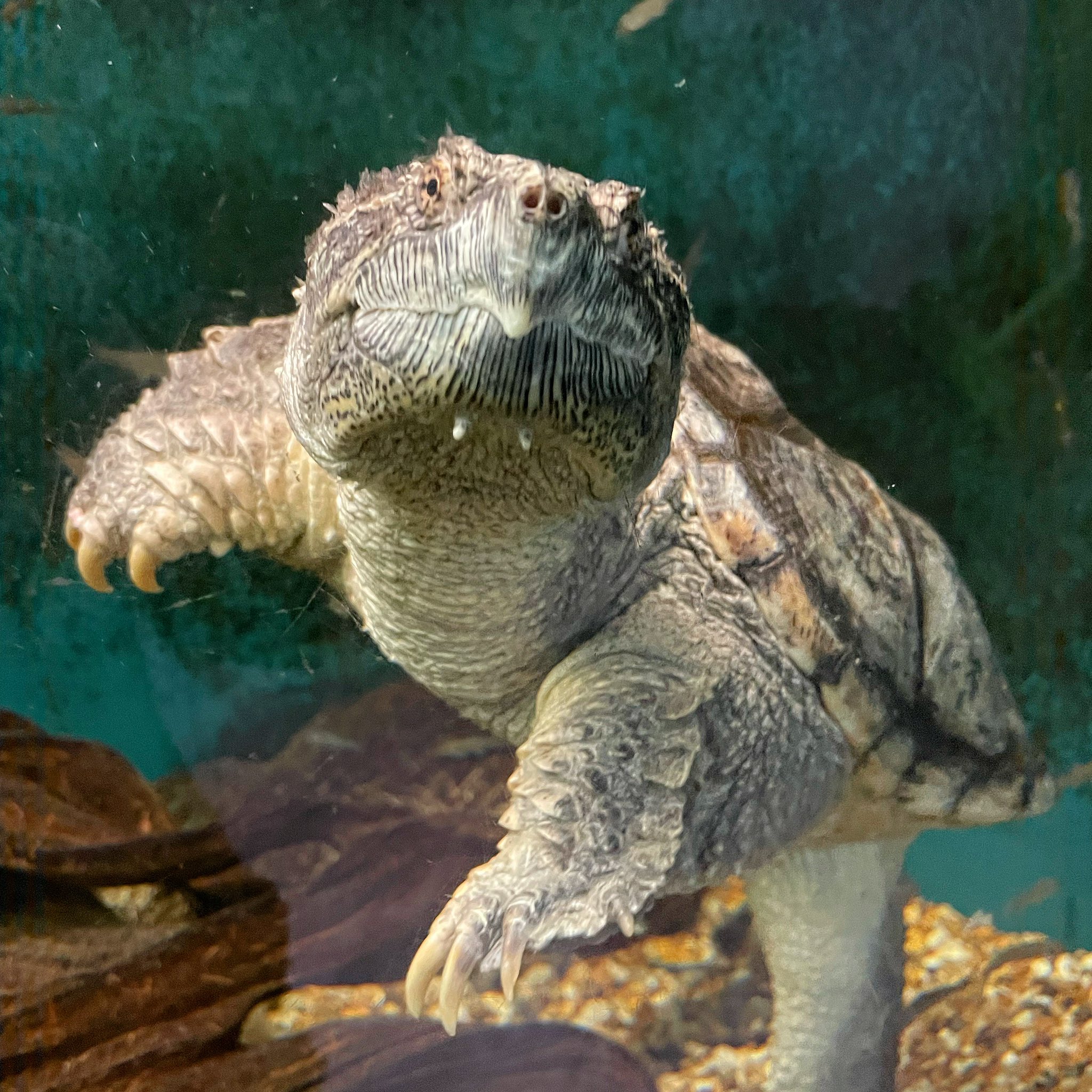 Alligator Snapping Turtle Eating Fish