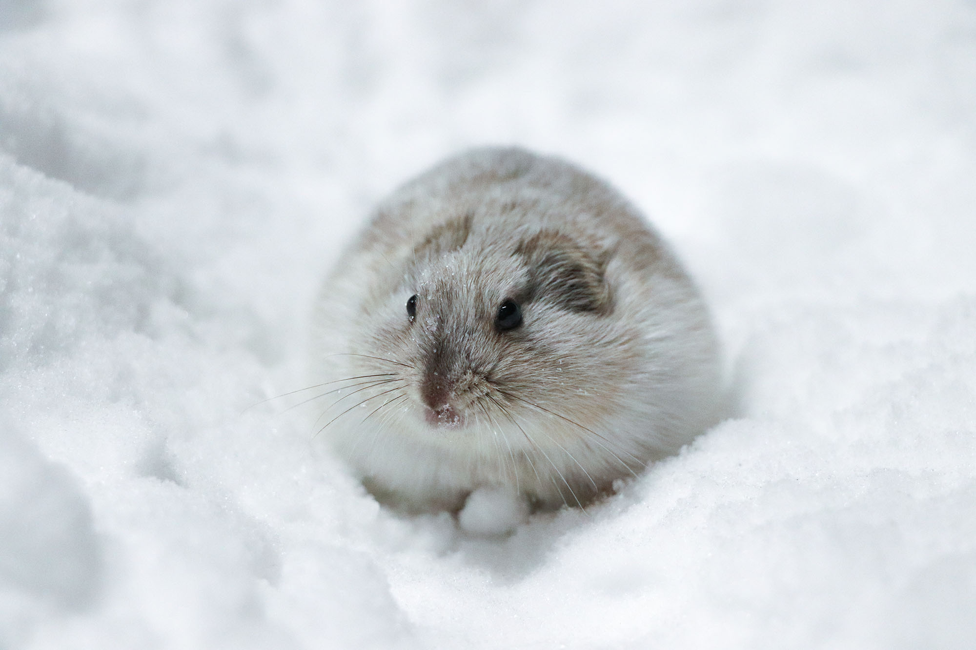 Lemmings In The Tundra