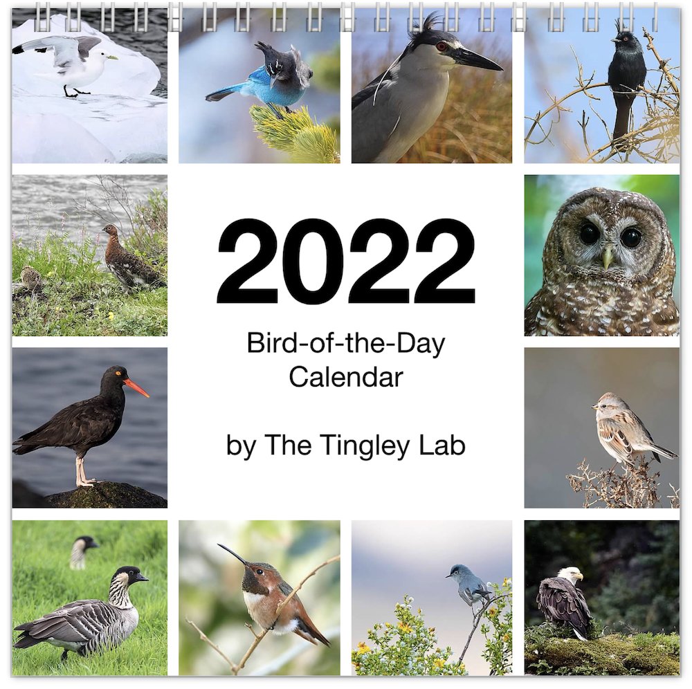 Bird of the Day on Twitter: "Are you ready for 2022? Back by popular ...