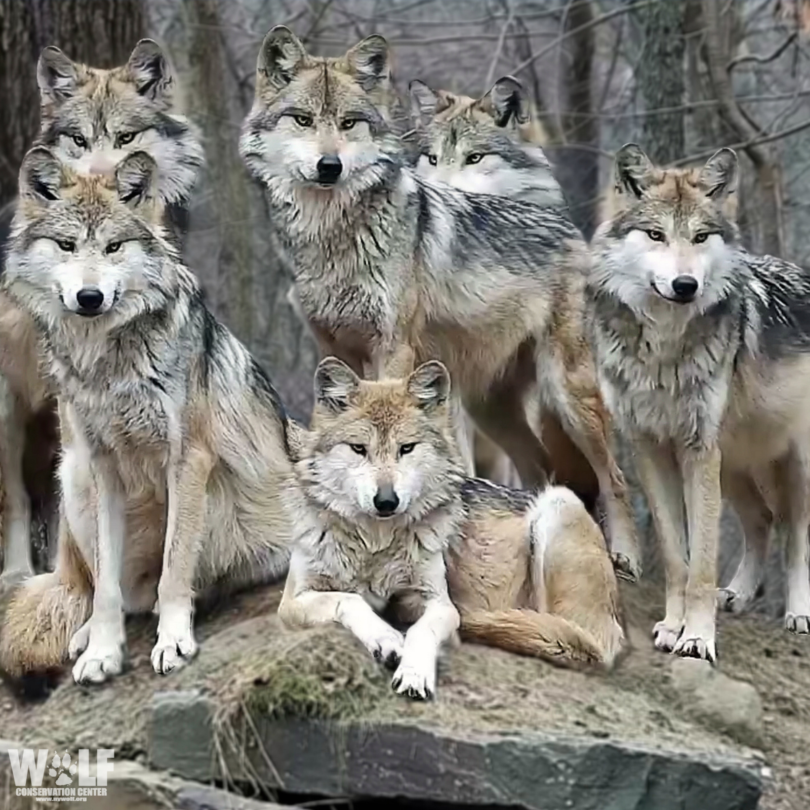 1600 X 1600 Photos Wolves