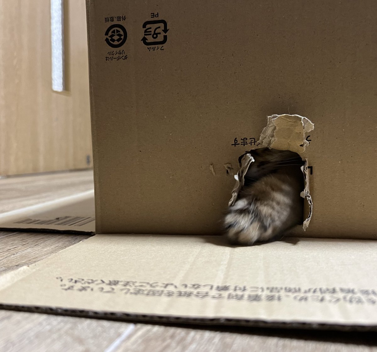 ビールねこ (@BEER_neko2) | Twitter