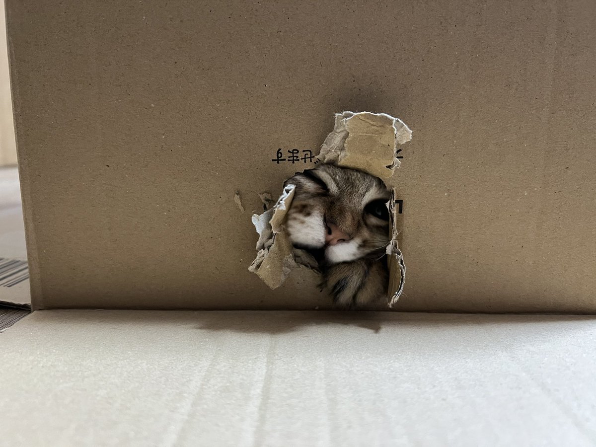 ビールねこ (@BEER_neko2) | Twitter