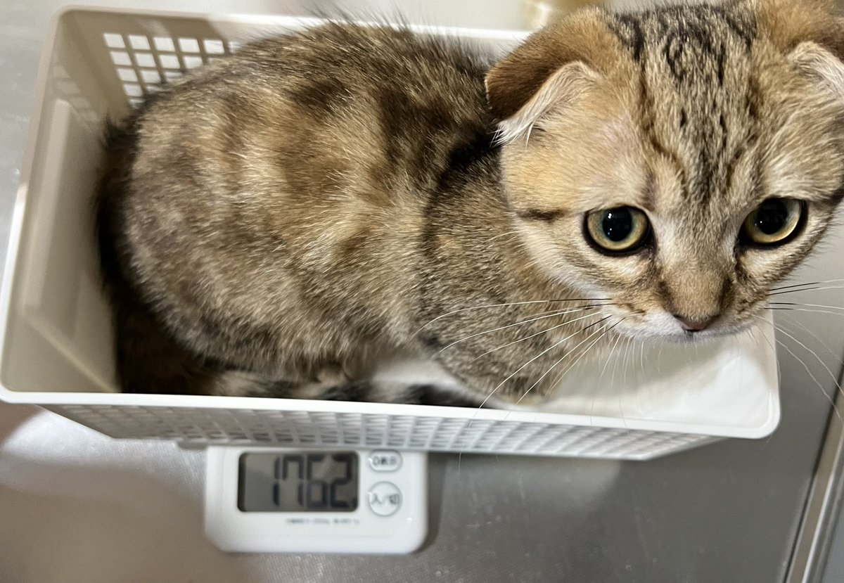 ビールねこ (@BEER_neko2) | Twitter