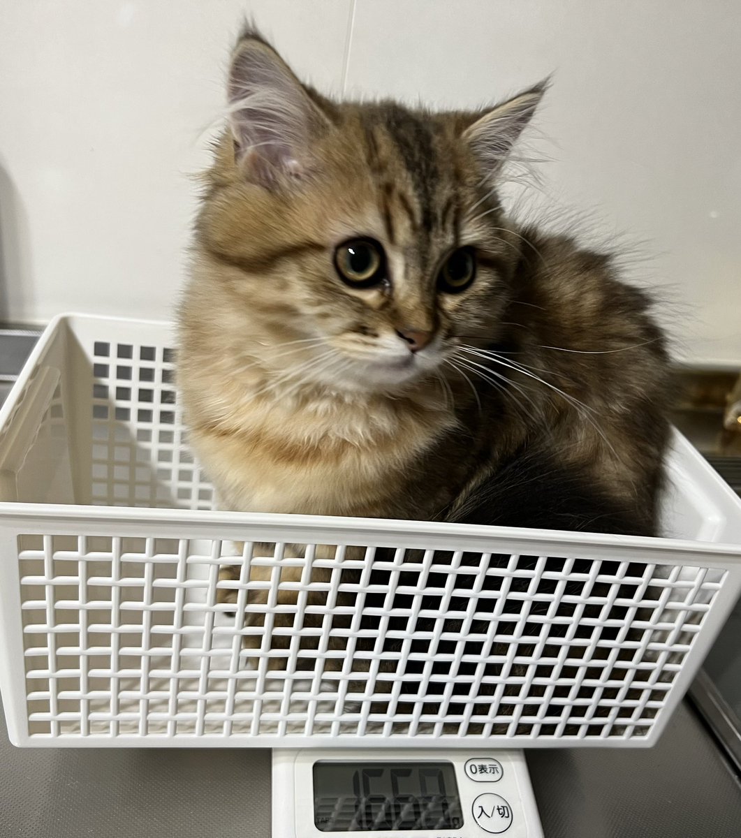 ビールねこ (@BEER_neko2) | Twitter