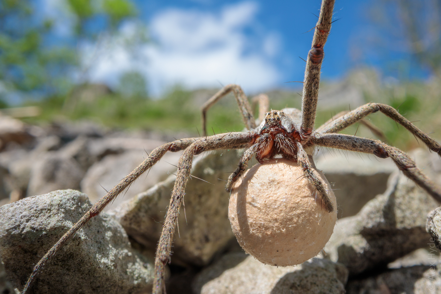 Spider Carrying Egg Sack