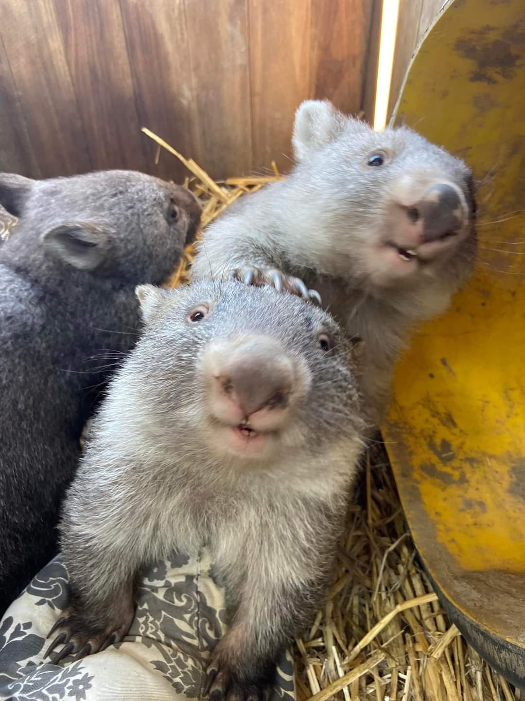 Wombat Smile
