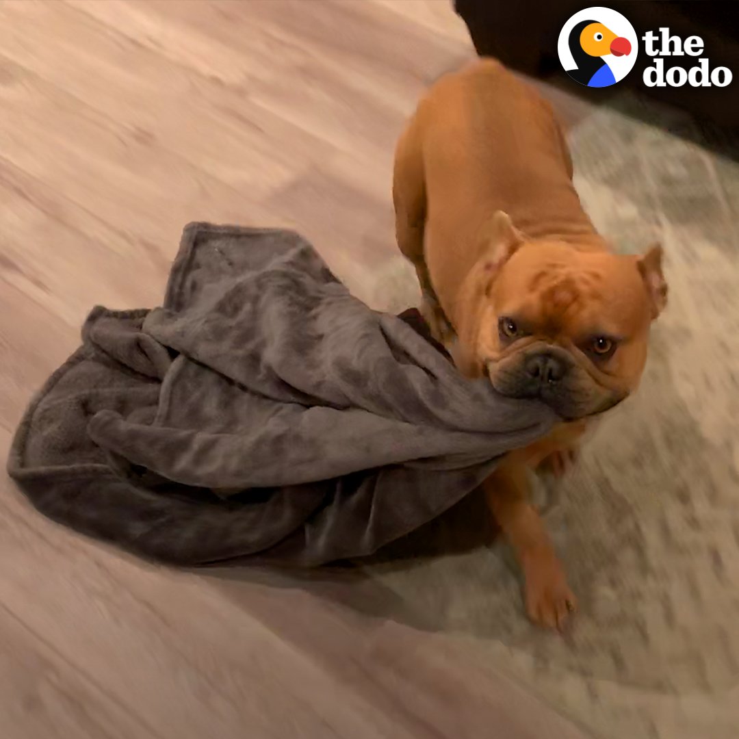 When his parents get home, this Frenchie immediately grabs his blankie ...