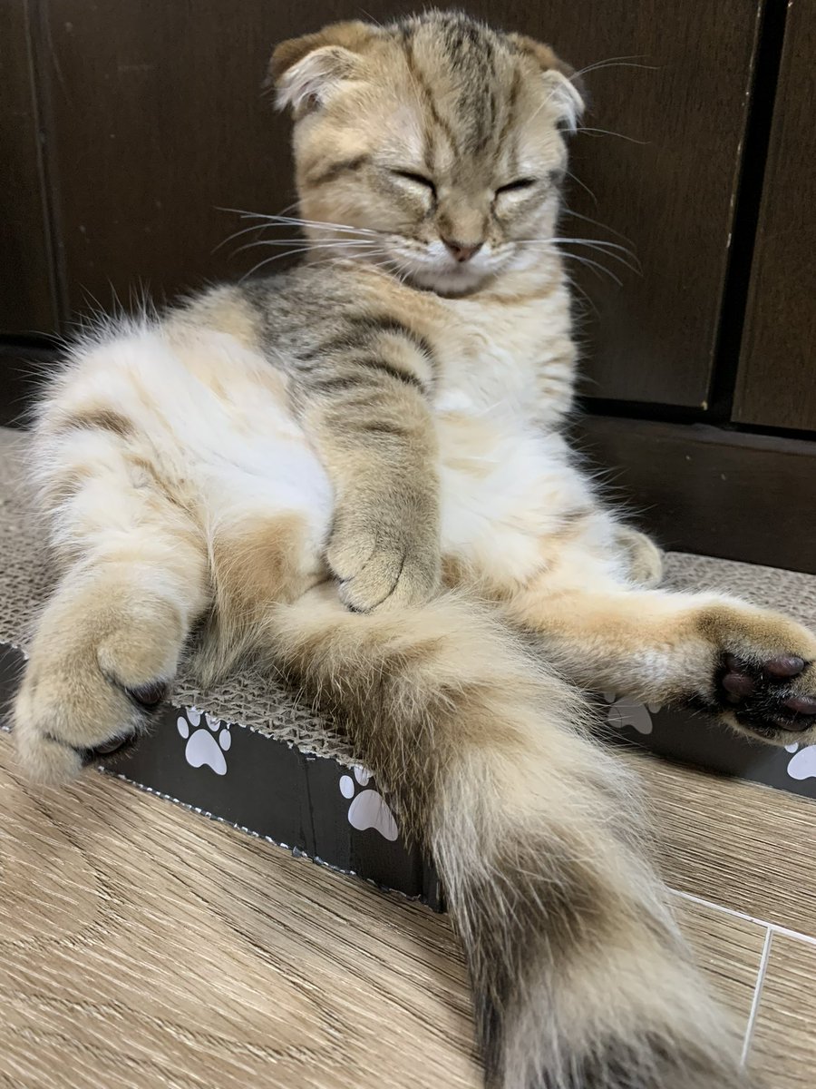 ビールねこ (@BEER_neko2) | Twitter