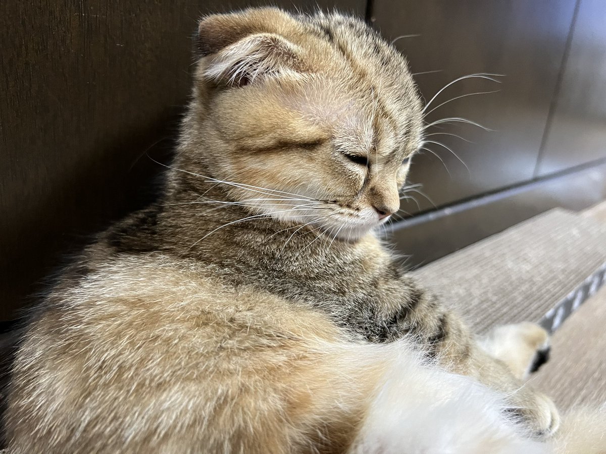 ビールねこ (@BEER_neko2) | Twitter