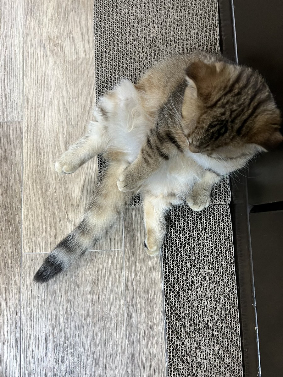 ビールねこ (@BEER_neko2) | Twitter