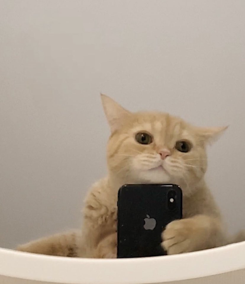 Funny Animal Mirror Selfies