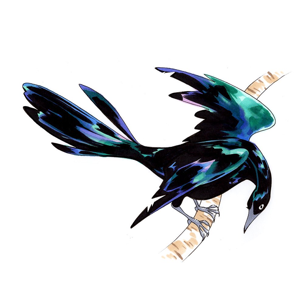 「the iridescence of grackles 🌈 」|f. leeのイラスト