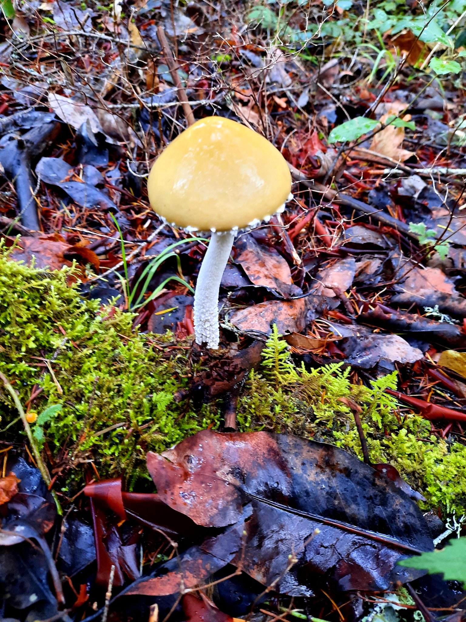 TW Pornstars - 2 pic. Lock Slayda. Twitter. The Questionable Stropharia ...