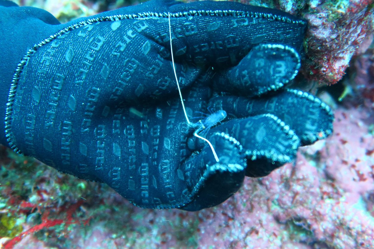 【衝撃】伊勢海老の赤ちゃん、想像の100倍透けてる・・・・・ : ずっと日曜日のターン