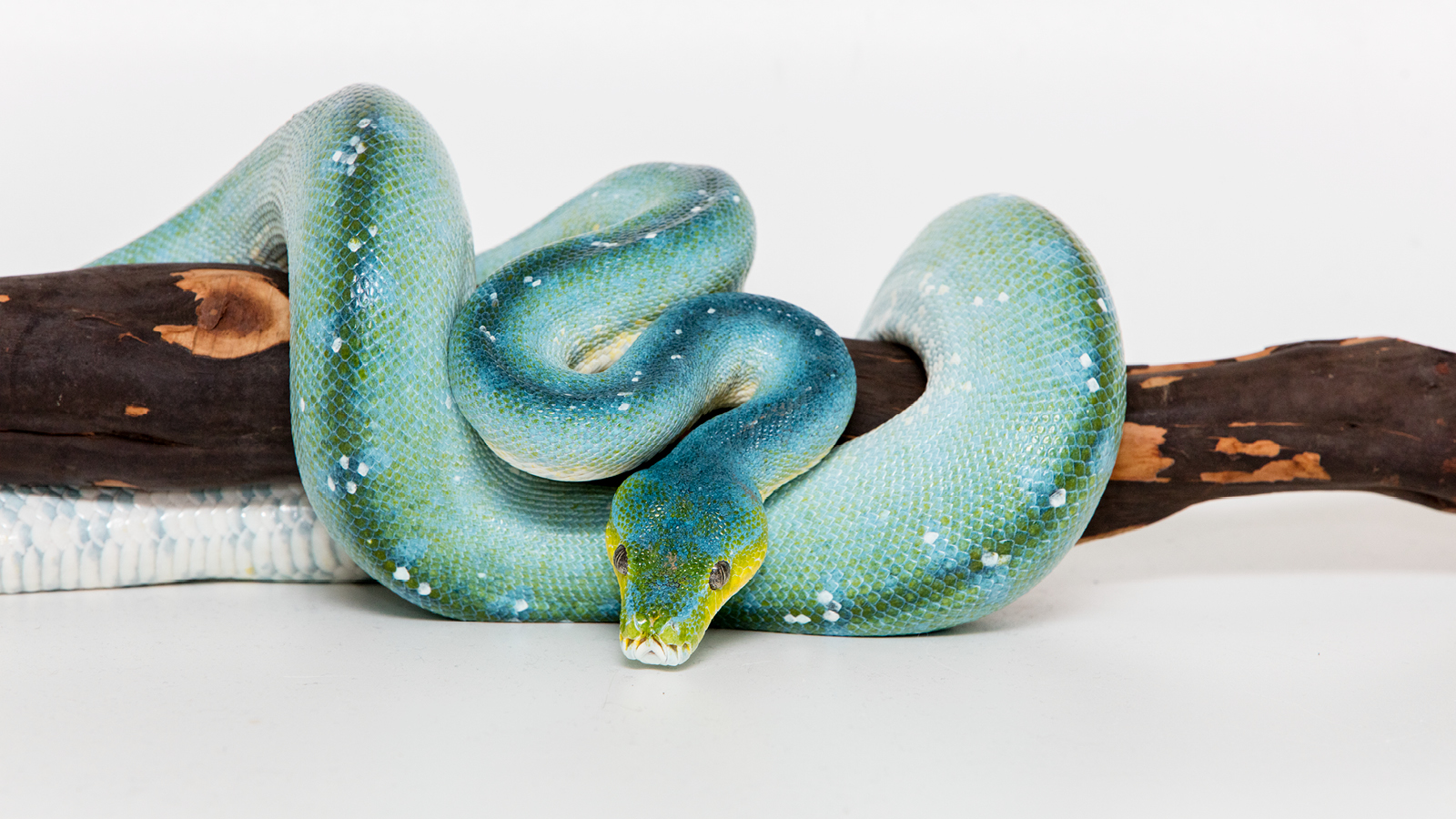 Green Tree Boa
