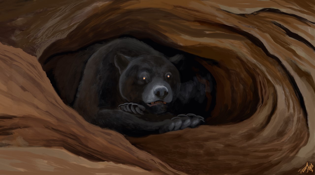 Sleeping Bear In Cave