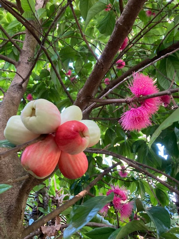 Jambu Plant Flower
