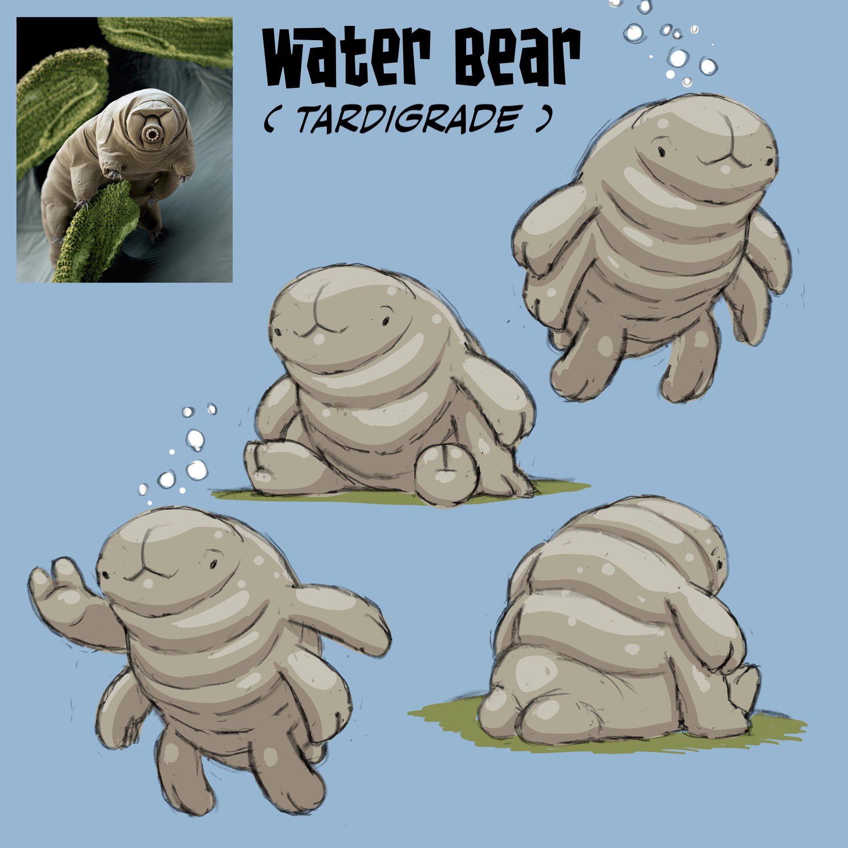 Water Bear