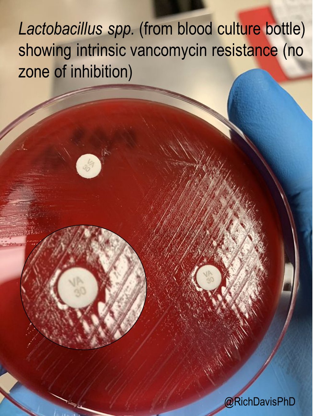 Lactobacillus Bulgaricus Plate