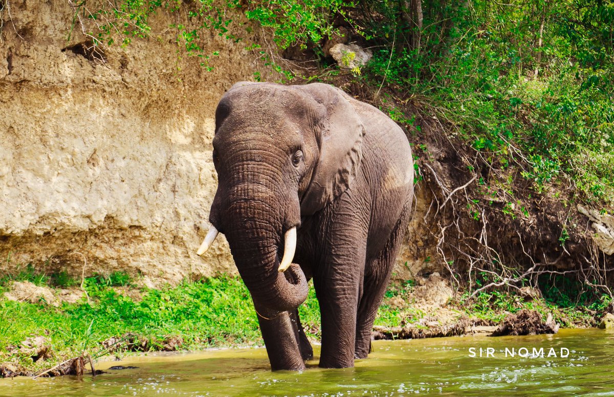 Kaka Shimo (@Kaka_Shimo) | Twitter